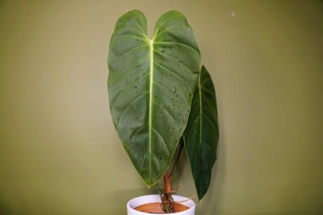 The Best Large Philodendron Plants: Big Leaf Varieties