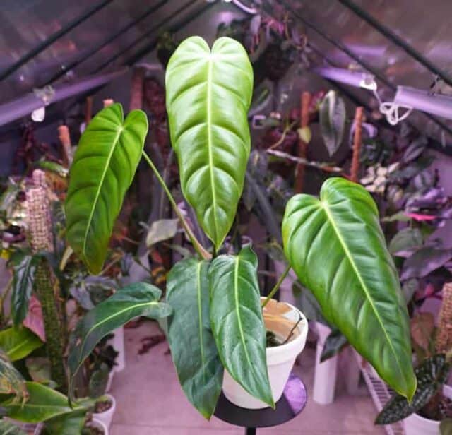 The Best Large Philodendron Plants: Big Leaf Varieties