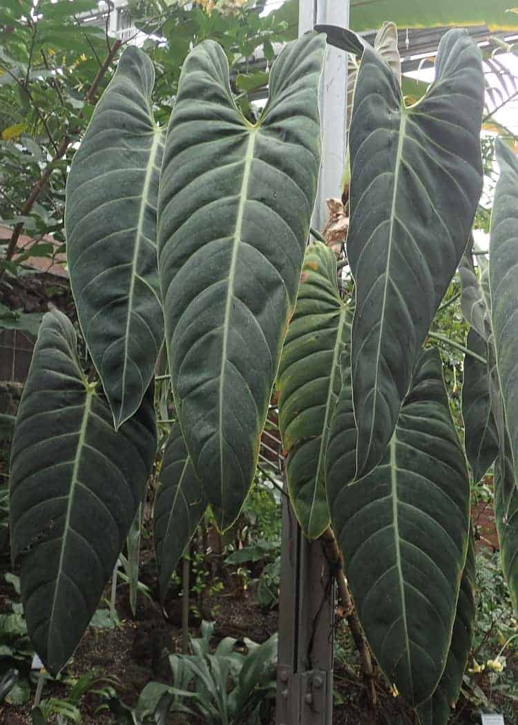 Philodendron Splendid Care Guide: Best Care - 2023