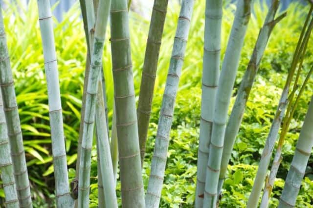 The Best Bamboo for Privacy Screening and Hedges