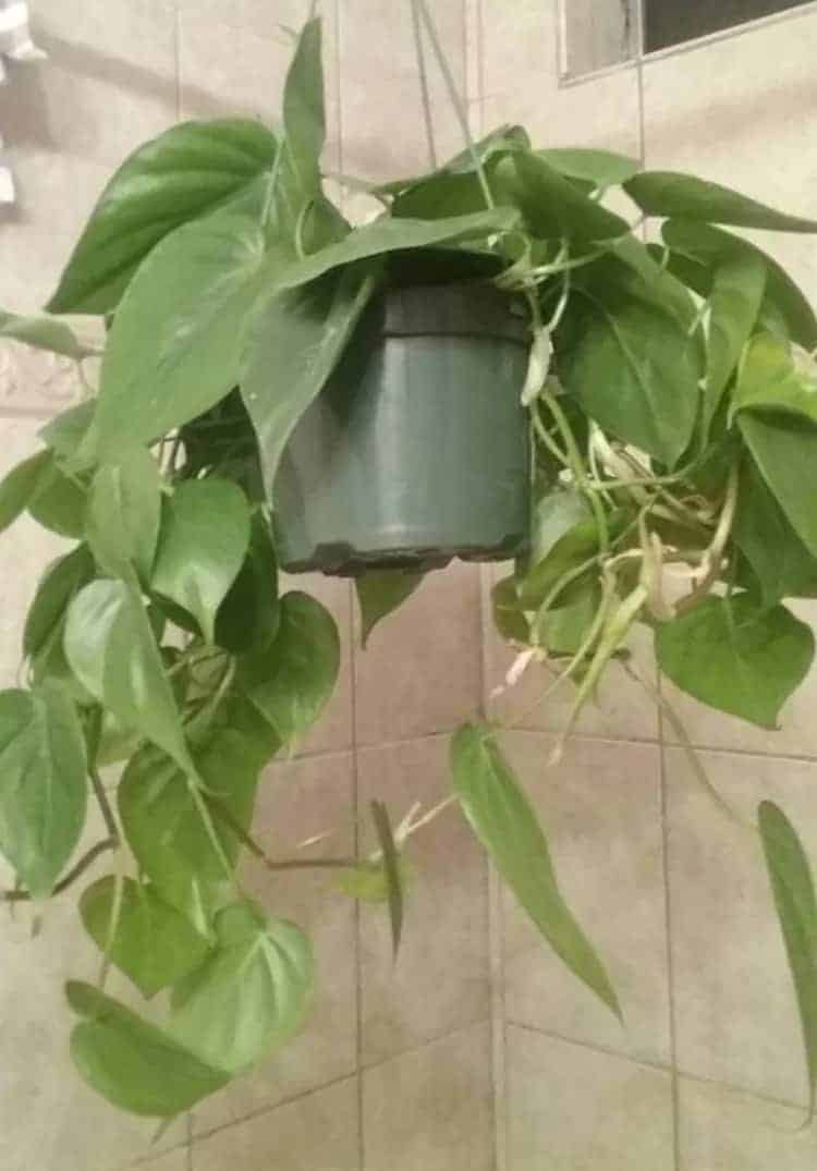 Philodendron Cordatum Care Guide: Best Care