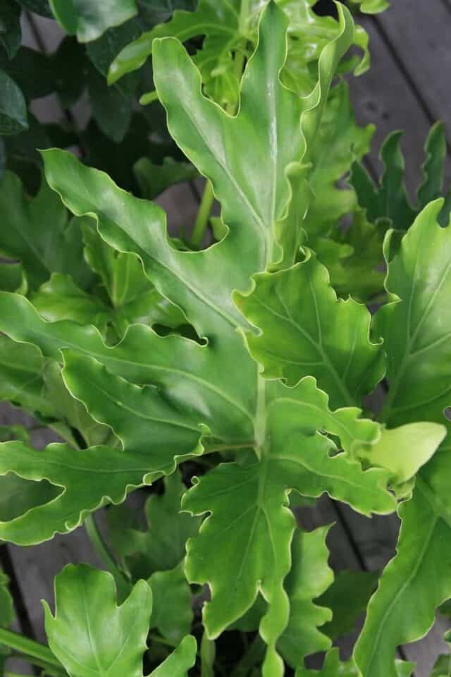 Philodendron Hope Care Guide: Best Care - Update 2025