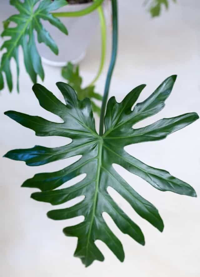 Philodendron Mayoi Care Guide: Best Care