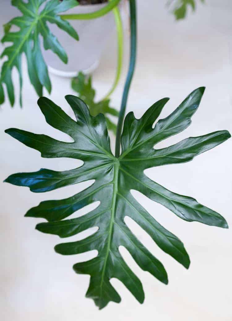 Philodendron Mayoi Care Guide: Best Care