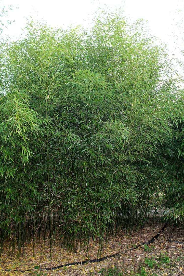 The Best Bamboo for Privacy Screening and Hedges