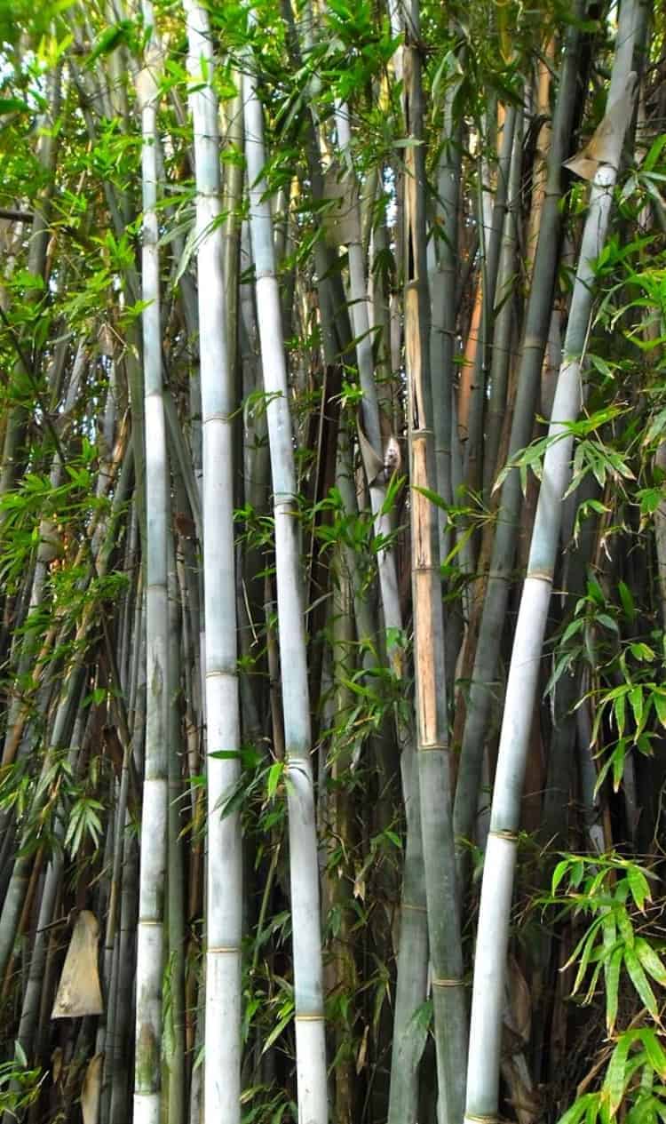 The Best Bamboo for Privacy Screening and Hedges