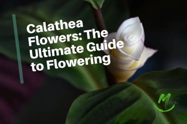 Calathea Flowers: The Ultimate Guide to Flowering