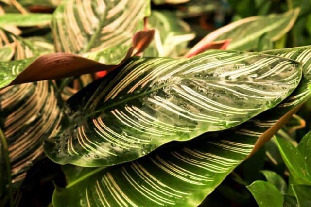 The Most Rare Calathea Types With Pictures 2023