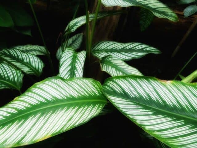 The [Complete] Calathea Care Guide: Planting to Maintenance
