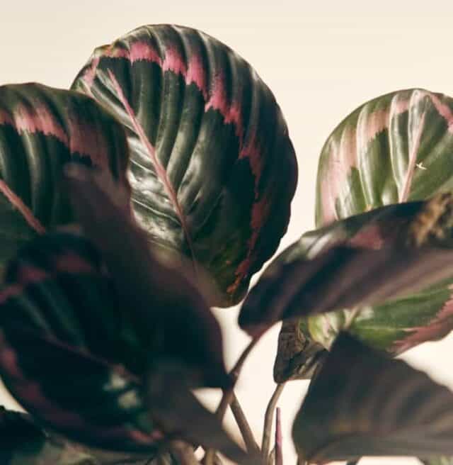 The [Complete] Calathea Care Guide: Planting to Maintenance