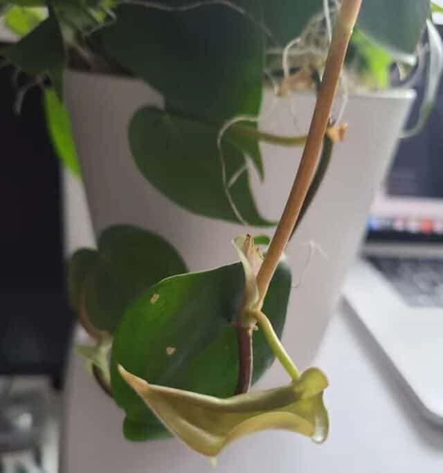 Philodendron Cordatum Care Guide: Best Care