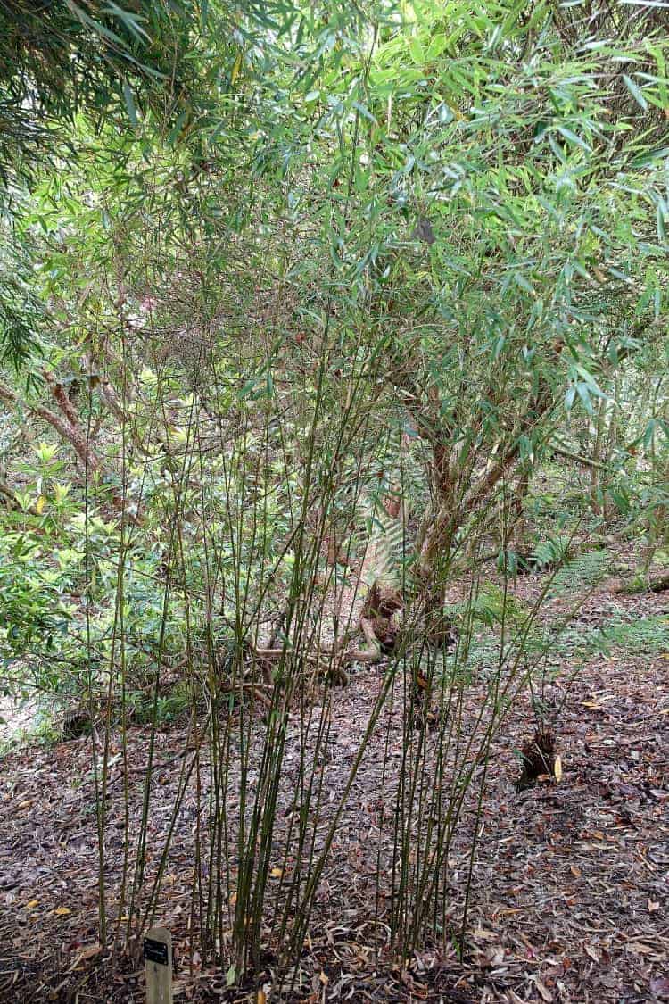 The Best Bamboo for Privacy Screening and Hedges