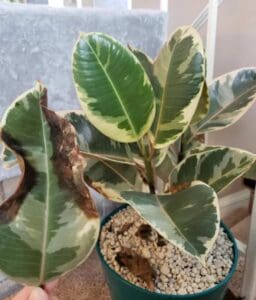 Why Are My Ficus Leaves Turning Brown? Causes and Solutions