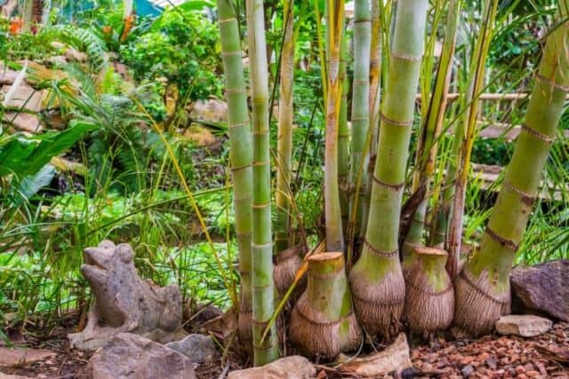 The Best Bamboo for Privacy Screening and Hedges