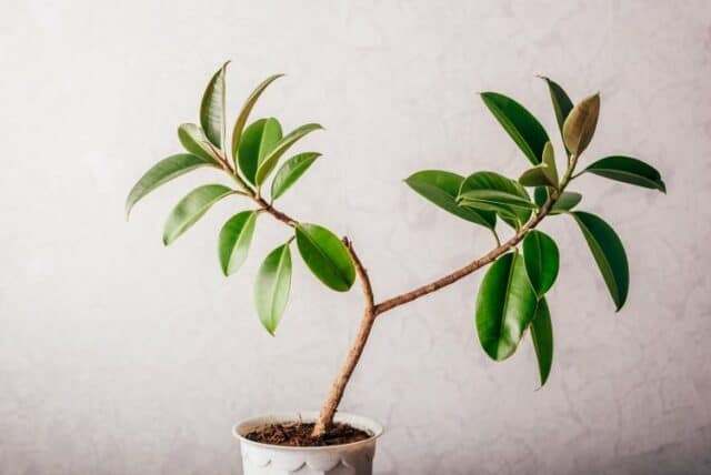 Why Are My Ficus Leaves Turning Brown? Causes and Solutions