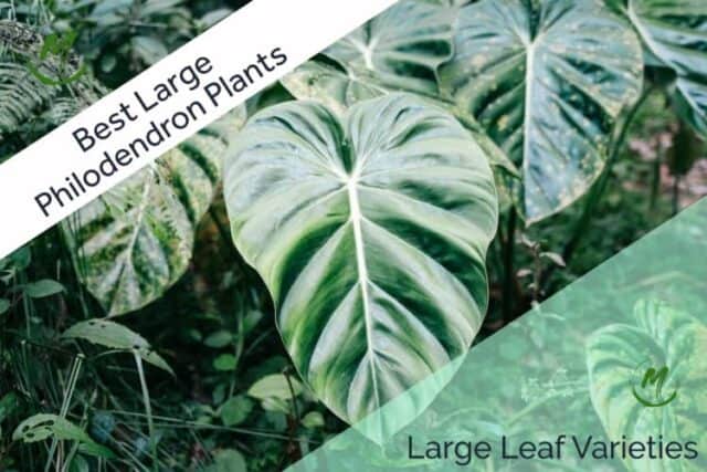 The Best Large Philodendron Plants: Big Leaf Varieties