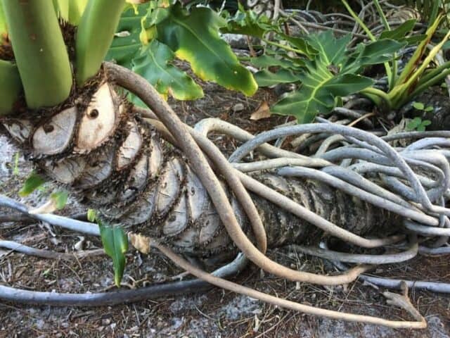 Do Philodendrons Have Aerial Roots?