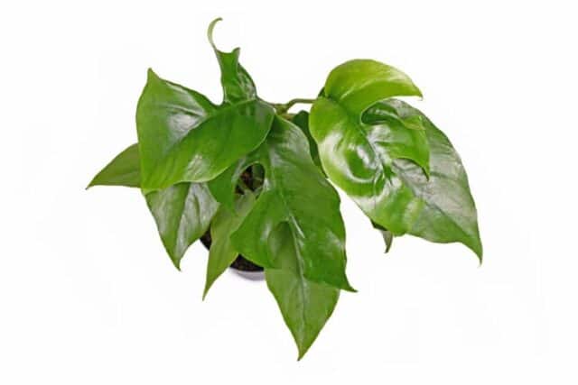 Philodendron Minima Care Guide: Best Care