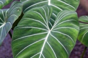 Philodendron Glorious Plant Care Guide: Best Practice