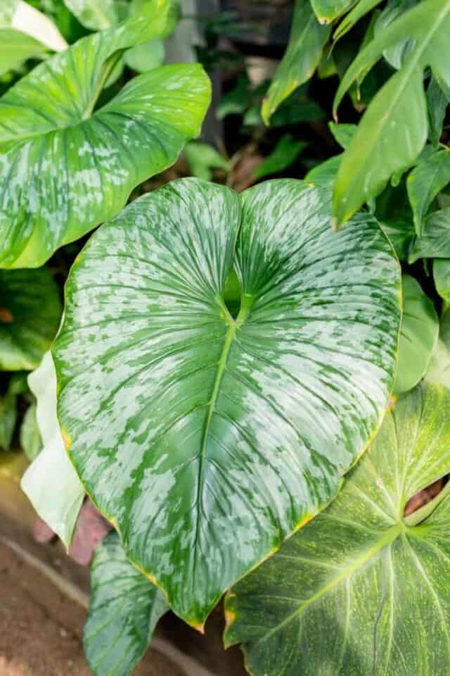 Philodendron Glorious Plant Care Guide: Best Practice