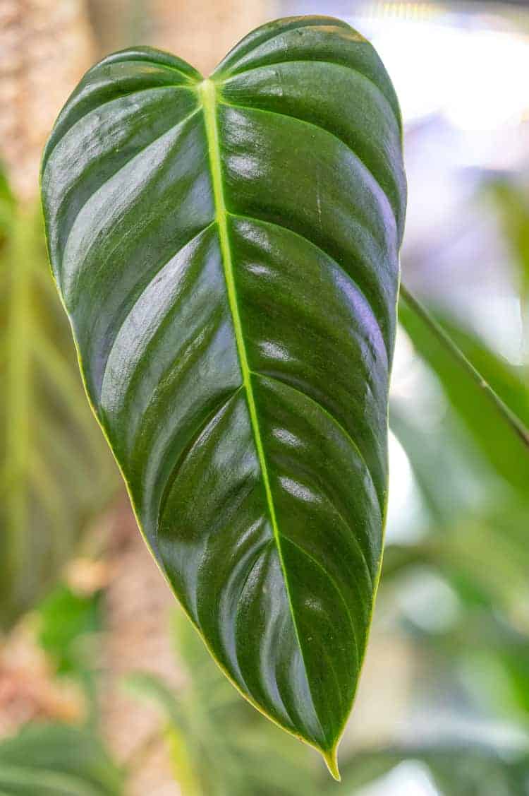 The Best Large Philodendron Plants to Grow : Large Leaf Varieties