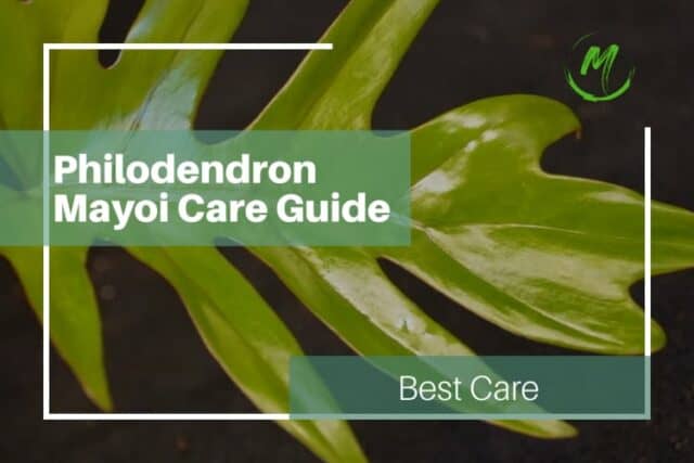 Philodendron Mayoi Care Guide: Best Care