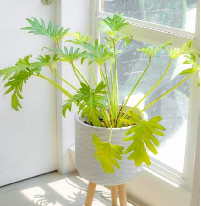 Philodendron Mayoi Care Guide: Best Care