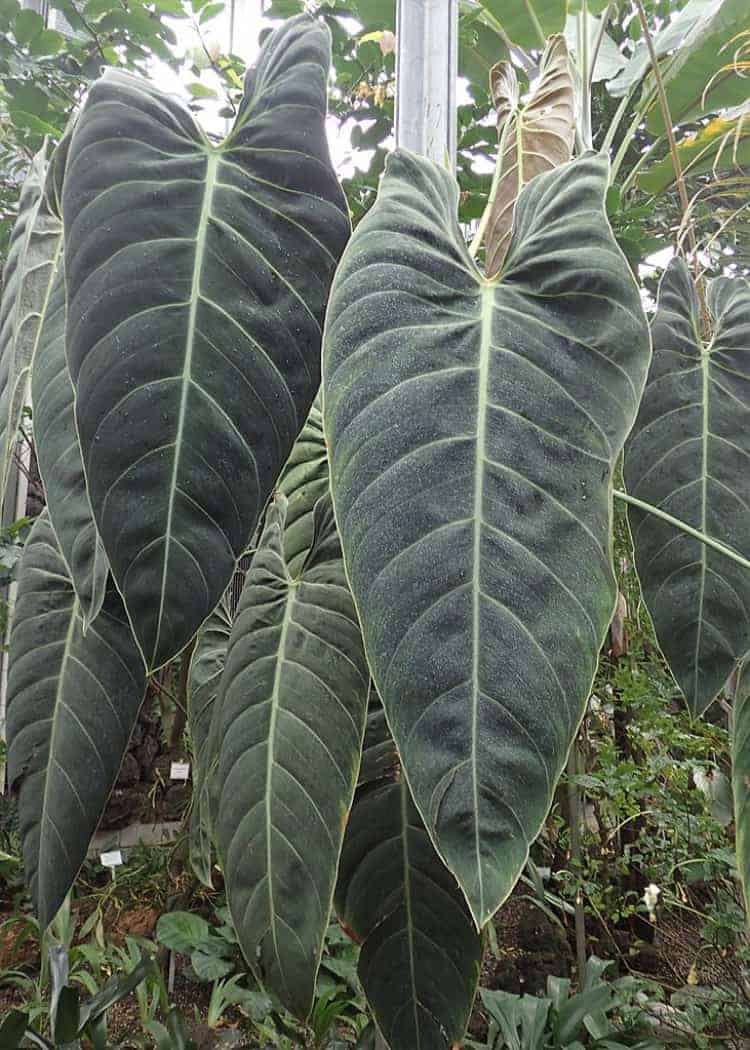The Best Large Philodendron Plants: Big Leaf Varieties