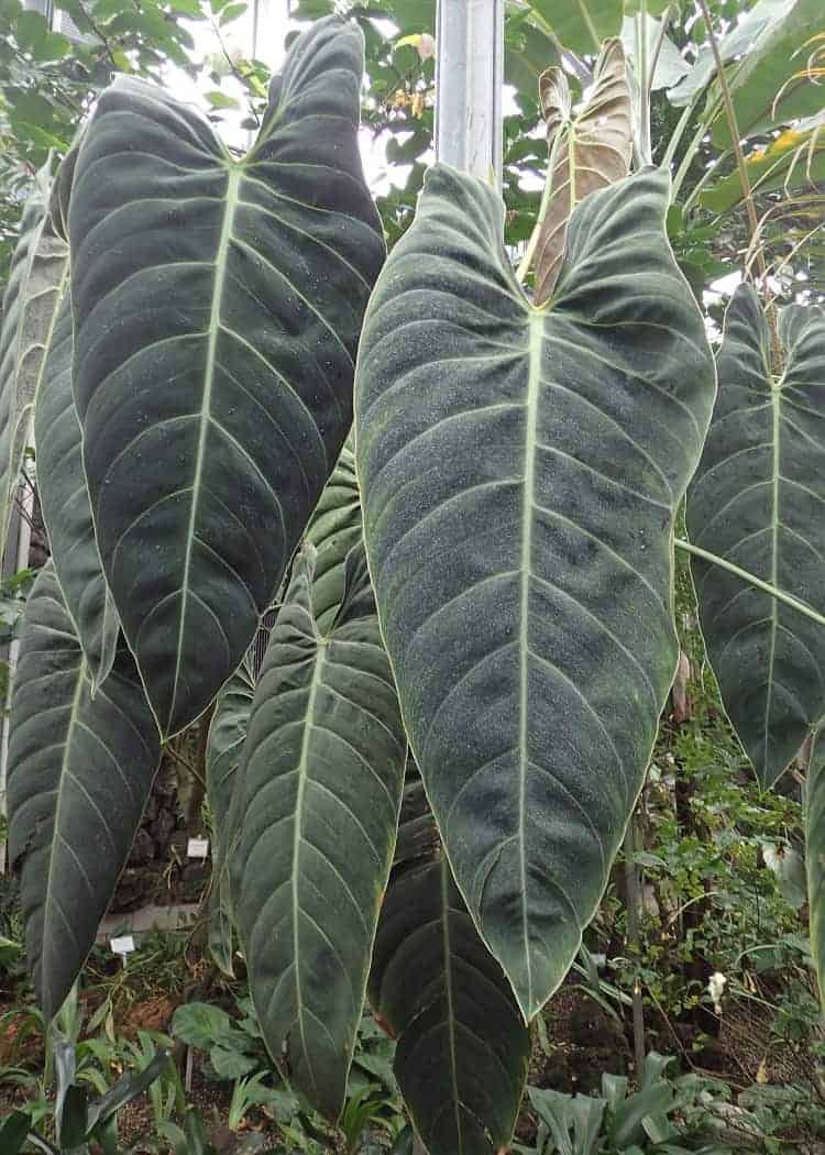 Philodendron Glorious Plant Care Guide: Best Practice