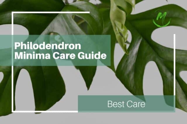 Philodendron Minima Care Guide: Best Care