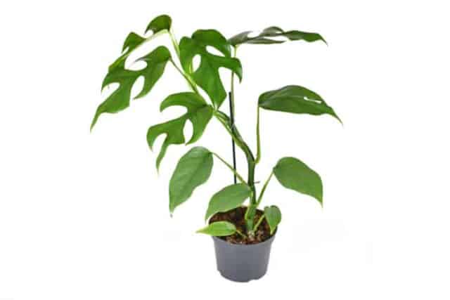 Philodendron Minima Care Guide: Best Care