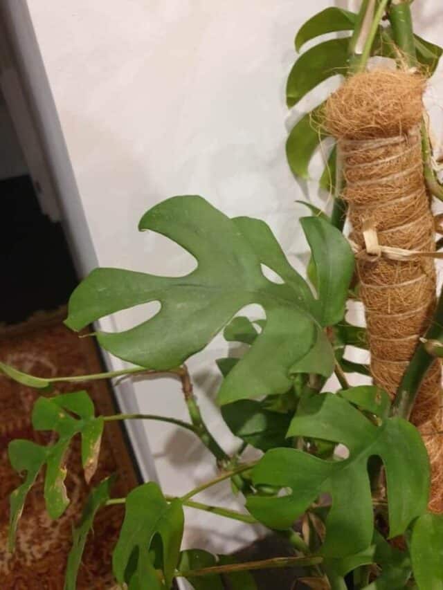 Philodendron Minima Care Guide: Best Care