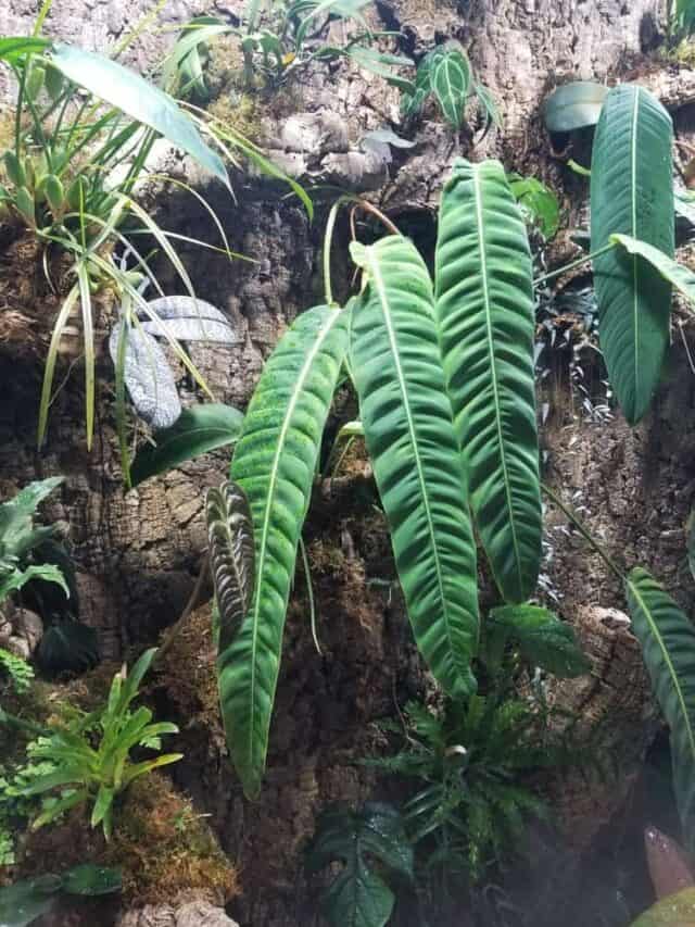 The Best Large Philodendron Plants: Big Leaf Varieties