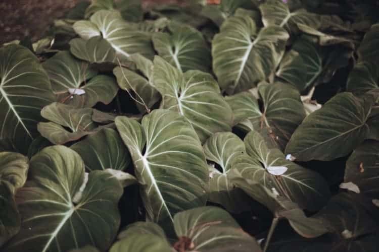 Philodendron Splendid Care Guide: Best Care - 2023