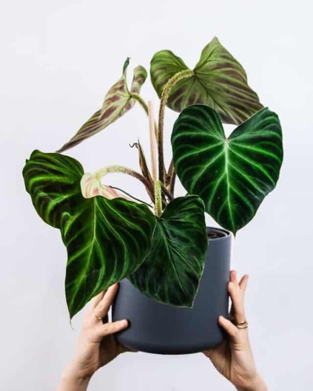 Philodendron Splendid Care Guide: Best Care - 2023