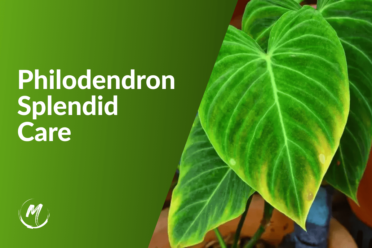 Philodendron Splendid Care: [5] Must Know Plant Tips - 2025