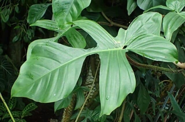 Philodendron Squamiferum Care Guide: Best Care - 2023