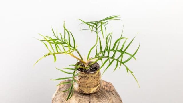 Philodendron Tortum Care Guide: Best Practice