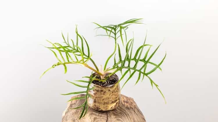 Philodendron Tortum Care Guide: Best Practice