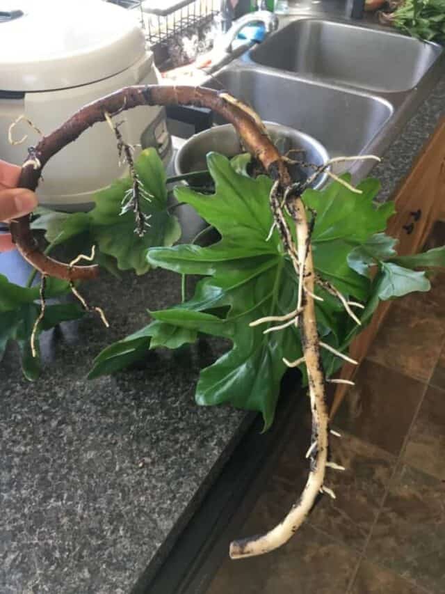 Do Philodendrons Have Aerial Roots?