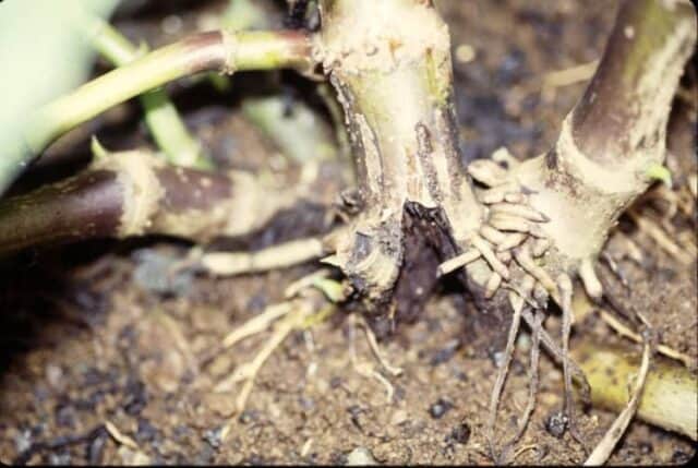 Black Spots on ZZ Plant: Causes and How to Get Rid of Them