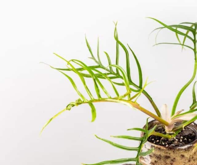 Philodendron Tortum Care Guide: Best Practice