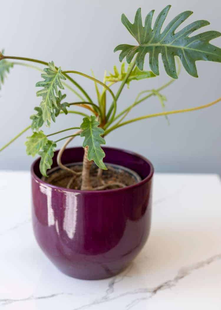 Philodendron Xanadu Care Guide: Thaumatophyllum Xanadu Care