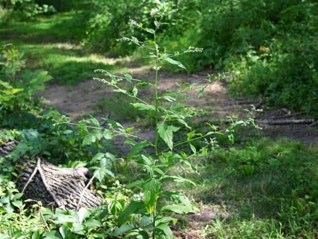 10 Plants That Stick to your Clothes: Pesty Weeds/Seeds - 2025