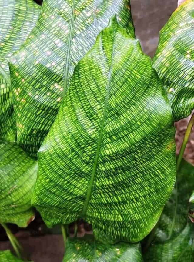 The Most Rare Calathea Types With Pictures 2023