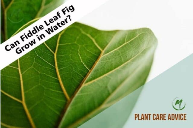 Can Fiddle Leaf Fig Grow in Water? Grow the Perfect Plant in 2023
