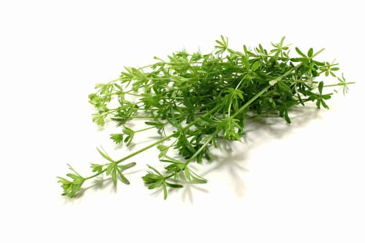 10 Plants That Stick to your Clothes: Pesty Weeds/Seeds - 2025