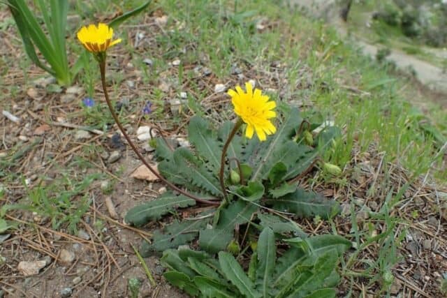 8 Plants That Look Like Dandelion Leaves: Photos to Identify 2025