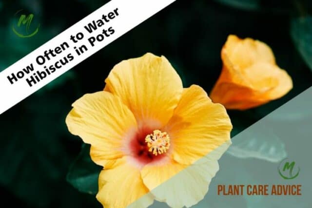 How Often to Water Hibiscus in Pots: When and How Much 2025