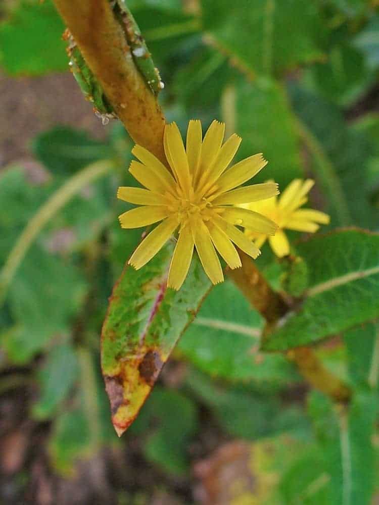 8 Plants That Look Like Dandelion Leaves: Photos to Identify 2023
